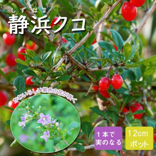 【発送時期の異なる商品とは同梱できません】発送時期が異なる商品を同時注文される場合、別送となるため追加で送料が発生します！発送時期については商品名・配送予定欄にてご確認いただくか、事前に同梱可能かお問合せください。※写真はイメージです。植物...