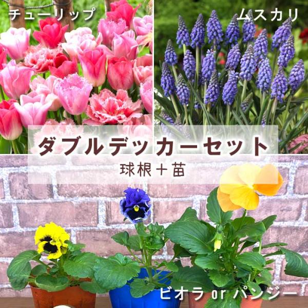 【発送時期の異なる商品とは同梱できません】発送時期が異なる商品を同時注文される場合、別送となるため追加で送料が発生します！発送時期については商品名・配送予定欄にてご確認いただくか、事前に同梱可能かお問合せください。※写真はイメージです。植物...