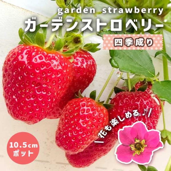 【発送時期の異なる商品とは同梱できません】発送時期が異なる商品を同時注文される場合、別送となるため追加で送料が発生します！発送時期については商品名・配送予定欄にてご確認いただくか、事前に同梱可能かお問合せください。※写真はイメージです。植物...