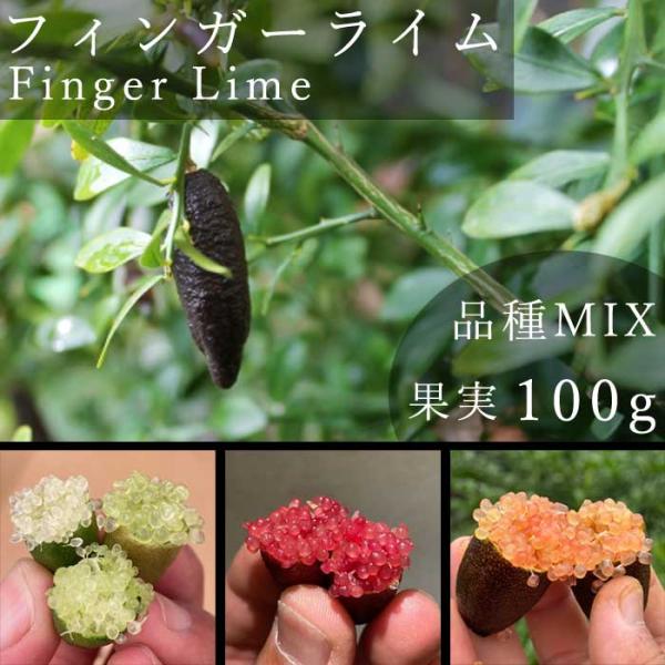 【こちらの商品はメーカー直送品のため、他の商品と同梱は一切できません】【フィンガーライムの果実以外の商品とは分けてご注文ください】【この商品はクール便でのお届けです】他の商品を同時注文される場合、別送となるため追加で送料が発生します！※写真...