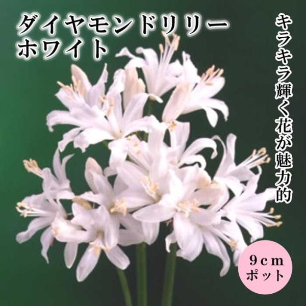 【発送時期の異なる商品とは同梱できません】発送時期が異なる商品を同時注文される場合、別送となるため追加で送料が発生します！発送時期については商品名・配送予定欄にてご確認いただくか、事前に同梱可能かお問合せください。※写真はイメージです。植物...