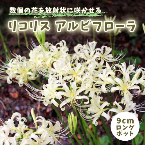 【発送時期の異なる商品とは同梱できません】発送時期が異なる商品を同時注文される場合、別送となるため追加で送料が発生します！発送時期については商品名・配送予定欄にてご確認いただくか、事前に同梱可能かお問合せください。※写真はイメージです。植物...