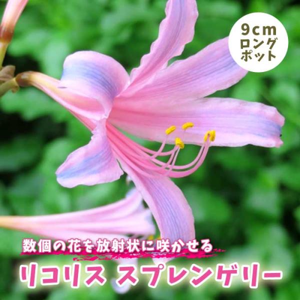 【発送時期の異なる商品とは同梱できません】発送時期が異なる商品を同時注文される場合、別送となるため追加で送料が発生します！発送時期については商品名・配送予定欄にてご確認いただくか、事前に同梱可能かお問合せください。※写真はイメージです。植物...