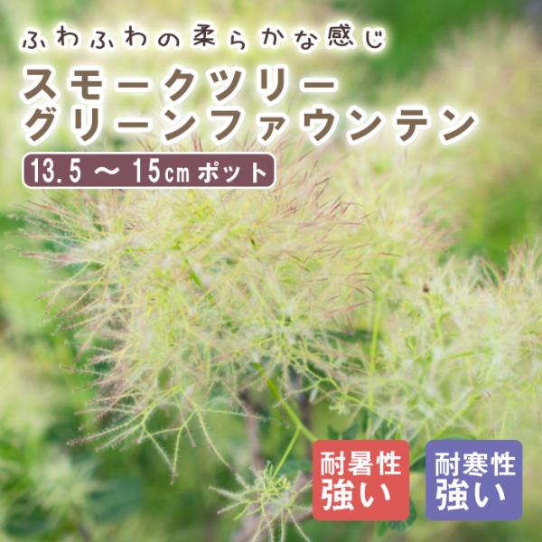 【発送時期の異なる商品とは同梱できません】発送時期が異なる商品を同時注文される場合、別送となるため追加で送料が発生します！発送時期については商品名・配送予定欄にてご確認いただくか、事前に同梱可能かお問合せください。※写真はイメージです。植物...