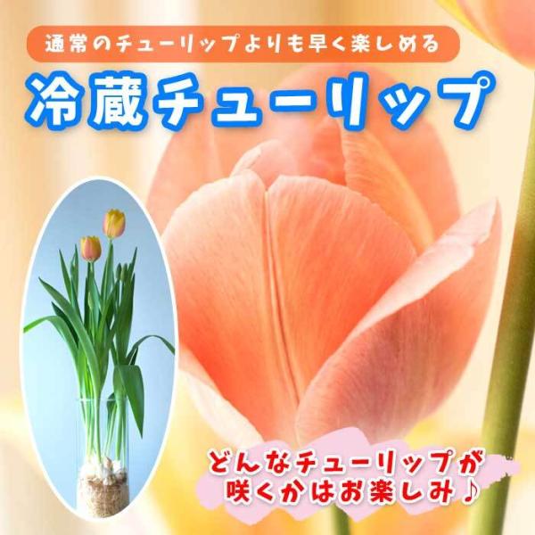 【発送時期の異なる商品とは同梱できません】発送時期が異なる商品を同時注文される場合、別送となるため追加で送料が発生します！発送時期については商品名・配送予定欄にてご確認いただくか、事前に同梱可能かお問合せください。※写真はイメージです。植物...