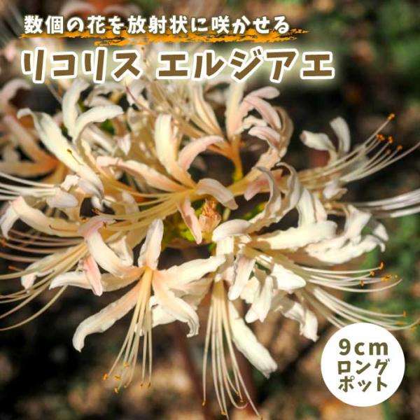 【発送時期の異なる商品とは同梱できません】発送時期が異なる商品を同時注文される場合、別送となるため追加で送料が発生します！発送時期については商品名・配送予定欄にてご確認いただくか、事前に同梱可能かお問合せください。※写真はイメージです。植物...