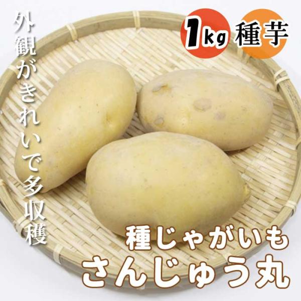 【発送時期の異なる商品とは同梱できません】発送時期が異なる商品を同時注文される場合、別送となるため追加で送料が発生します！発送時期については商品名・配送予定欄にてご確認いただくか、事前に同梱可能かお問合せください。※写真はイメージです。植物...