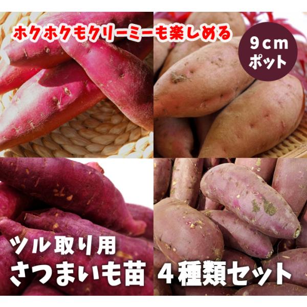 【発送時期の異なる商品とは同梱できません】発送時期が異なる商品を同時注文される場合、別送となるため追加で送料が発生します！発送時期については商品名・配送予定欄にてご確認いただくか、事前に同梱可能かお問合せください。※写真はイメージです。植物...