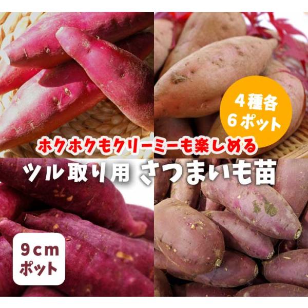 【発送時期の異なる商品とは同梱できません】発送時期が異なる商品を同時注文される場合、別送となるため追加で送料が発生します！発送時期については商品名・配送予定欄にてご確認いただくか、事前に同梱可能かお問合せください。※写真はイメージです。植物...