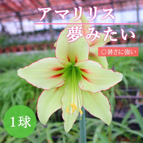 【発送時期の異なる商品とは同梱できません】発送時期が異なる商品を同時注文される場合、別送となるため追加で送料が発生します！発送時期については商品名・配送予定欄にてご確認いただくか、事前に同梱可能かお問合せください。※写真はイメージです。植物...