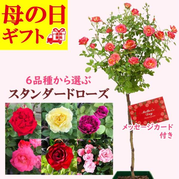 【！こちらの商品は、他の商品とは一切同梱できません！】【！4/28(火)から5/10(日) の間でのお届けとなり、日時指定はできません！】【！お届け先住所の間違いが多発しております。今一度ご確認ください！】※写真はイメージです。植物は色や形...