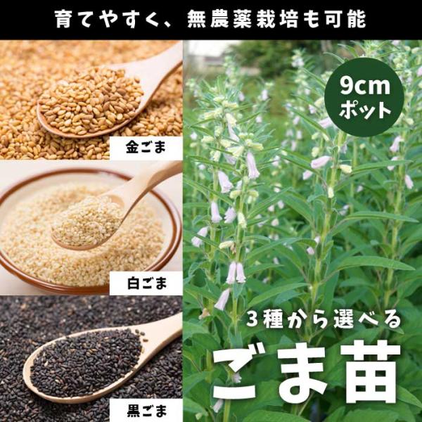 【発送時期の異なる商品とは同梱できません】発送時期が異なる商品を同時注文される場合、別送となるため追加で送料が発生します！発送時期については商品名・配送予定欄にてご確認いただくか、事前に同梱可能かお問合せください。※写真はイメージです。植物...