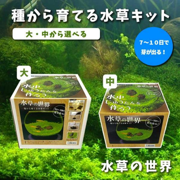 【発送時期の異なる商品とは同梱できません】発送時期が異なる商品を同時注文される場合、別送となるため追加で送料が発生します！発送時期については商品名・配送予定欄にてご確認いただくか、事前に同梱可能かお問合せください。※写真はイメージです。植物...