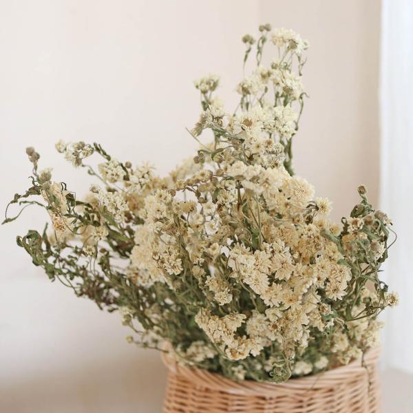 ○飾る前の一工夫○ セロファンから取り出してすぐはギュッとなっていますので、手でほぐしてふんわり空気を入れてお楽しみください♪キナリ色の八重咲のお花がかわいいアキレアパールのドライフラワー。少しくすみのある優しいキナリ色はドライフラワーなら...