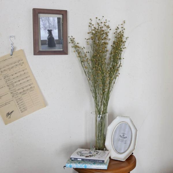 ○飾る前の一工夫○セロファンから取り出してすぐはギュッとなっていますので、手でほぐしてふんわり空気を入れてお楽しみください♪ナチュラルインテリアに♪花瓶に挿すだけでおしゃれな北海道産アマのドライフラワー。すらりと直線的な花姿に丸い小さな実が...