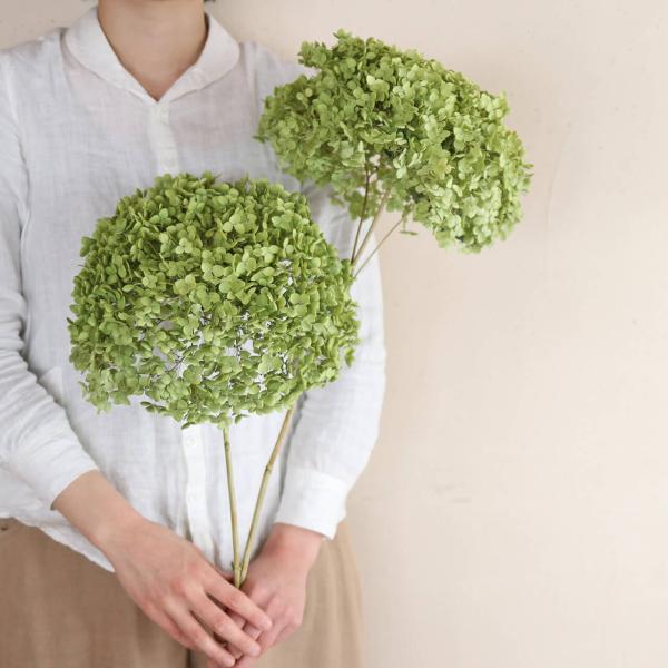 インテリアやディスプレイに大人気のあじさい・アナベルの枝付ドライフラワー。お花の直径が約25〜30cmの特大サイズです。イエローグリーンの淡い色味で小さめのがくがふんわり集まったかわいいアナベルは通常のあじさい枝付きよりも優しげな印象。長め...