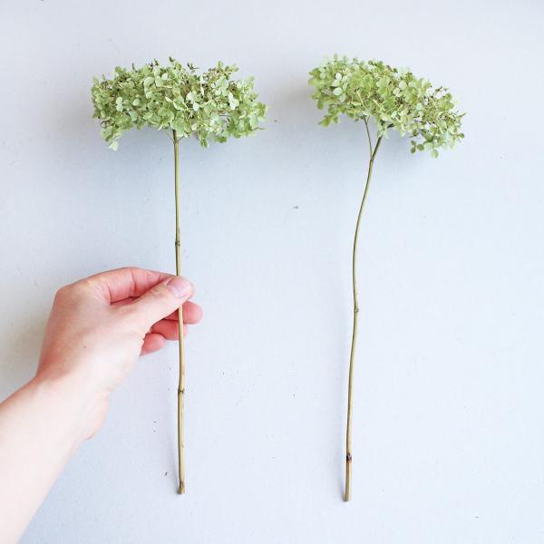 インテリアやディスプレイに大人気のあじさい、グリーンアナベルの枝付ドライフラワーに小さいミニサイズが登場です♪ショート丈のアナベルが２本セットになっています。小さな一輪挿しにちょこんと挿したり、ガラスベースにすっと挿したり、ウォールバスケッ...