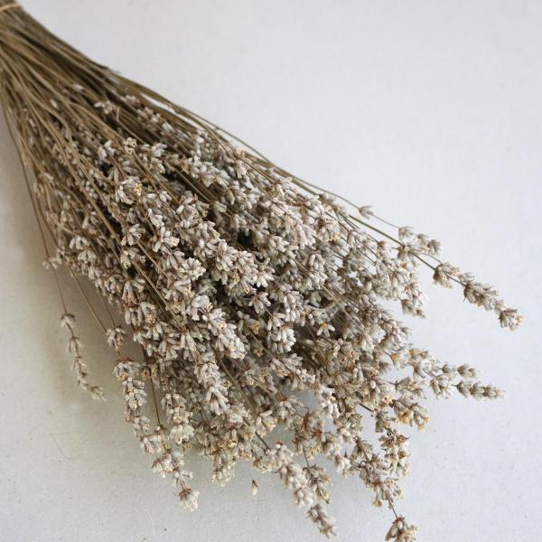 シックで大人っぽいグレーが美しいホワイトラベンダー。存在感あるナチュラルな雰囲気の枝ぶりはブーケやアレンジメントだけでなく、そのまま壁につるして飾ったりバスケットに活けたり、インテリアやディスプレイにもおすすめです。グレイッシュラベンダーを...