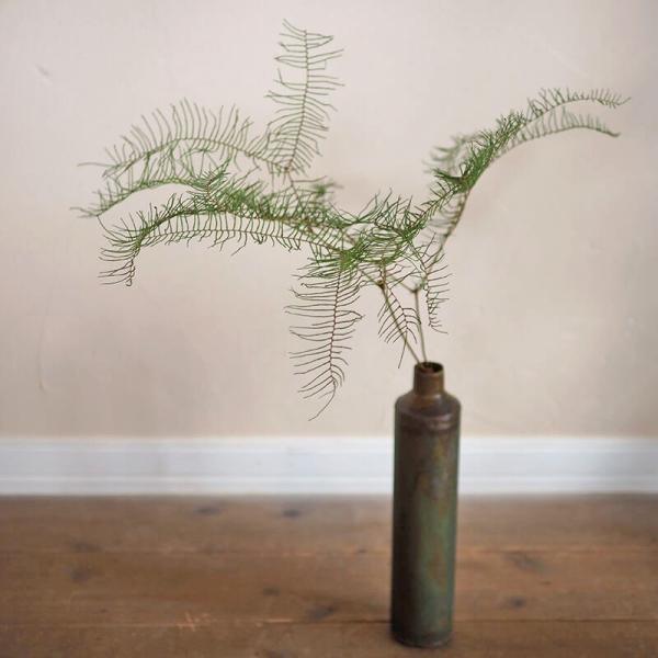 シダ植物の一種シースターのドライフラワー。動きのある細い繊細な葉っぱがボタニカルでモダンな雰囲気。フラワーベースにグリーンと活けるととてもおしゃれ。インテリアやディスプレイに。