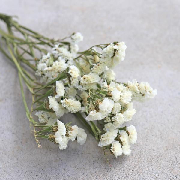 ホワイトが美しいナチュラルなスターチスのドライフラワーです。グリーン・ピンク・イエローなどどんな花色でも似あう定番の白いドライフラワー。フラワーベースに挿すのはもちろん、逆さにつるしたり、ブーケやリースなどのハンドメイドなど使い方は色々。白...