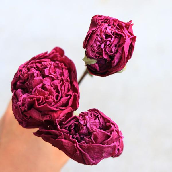 北海道産のエレガントな大輪八重咲、芍薬（シャクヤク）のドライフラワー。えんじのようなパープルレッド(濃い赤紫)の濃厚なカラーは大人かわいい上品な雰囲気です。花瓶に挿して飾ったり、つるして飾ったり、ナチュラルインテリアの差し色にも素敵です。ま...