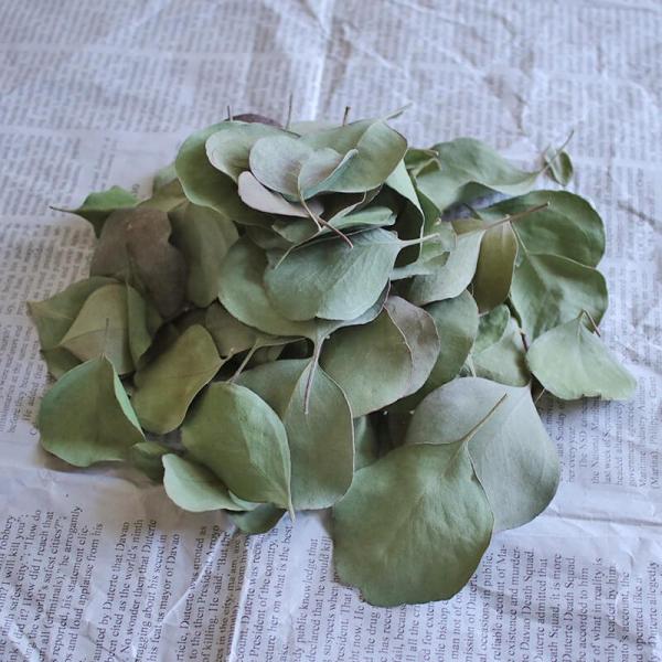 ユーカリのポポラスリーフという種類の葉っぱだけのドライフラワーです。丸みのある楕円形で大き目の葉っぱが特徴的でかわいいです。そのままバスケットやフラワーベースに入れてナチュラルなインテリアやディスプレイしたり、リースや押し花アート、ハーバリ...