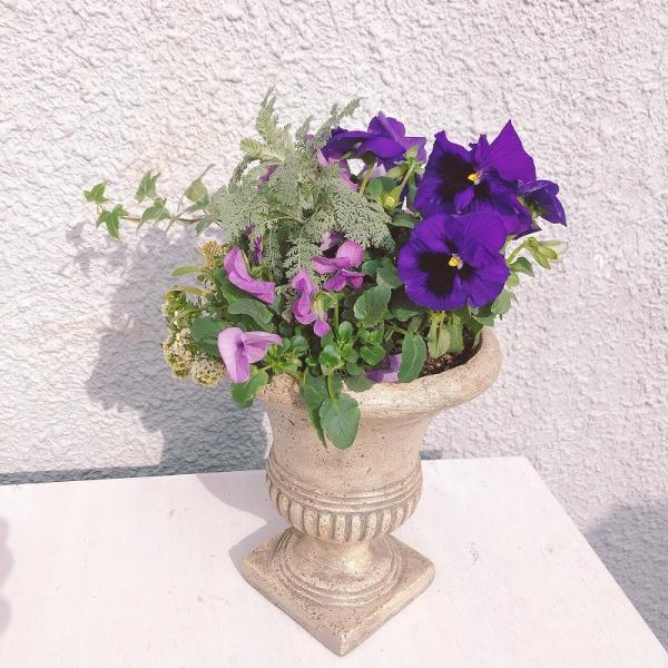 お任せ 季節の寄せ植え グラスファイバー の軽い ヨーロピアン プランター です。器は画像のものを発送いたします。お花の苗は季節の苗を植えこみます。画像はお花のボリュームのイメージになります。寄せ植えに使用しているプランターはグラスファイバ...