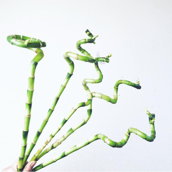 スパイラルバンブー ドラセナ ミリオンバンブー " 切り花 です。 45-70cmほどです。 インテリアに最適。このまま飾るもよし。 螺旋上に上向きになっている様が、上昇を意味し、開運の縁起ものとされています。 開運の贈り物に最適。送られた...