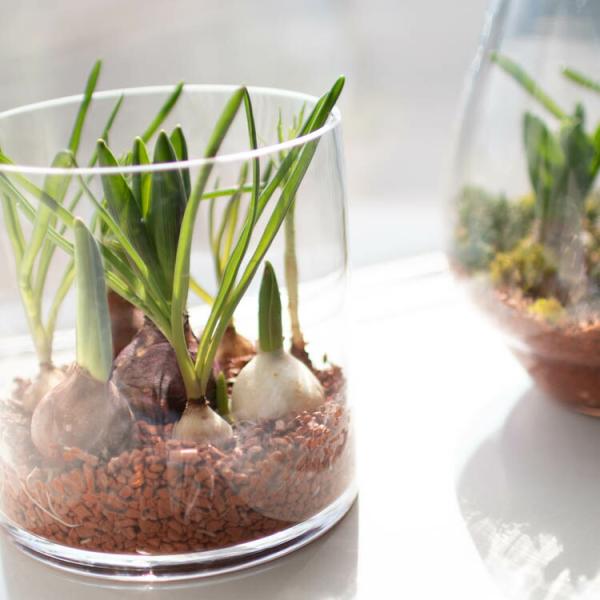 ※北海道・東北・沖縄へは送料別途500円かかります。◆商品について 自宅でカンタン！花うるるだけの「春待ち根洗い球根・おまかせミックス栽培セット」。春を待つ球根植物たちがガラス花瓶のなかで徐々に開花していく様子を楽しめる、花うるるだけの水耕...