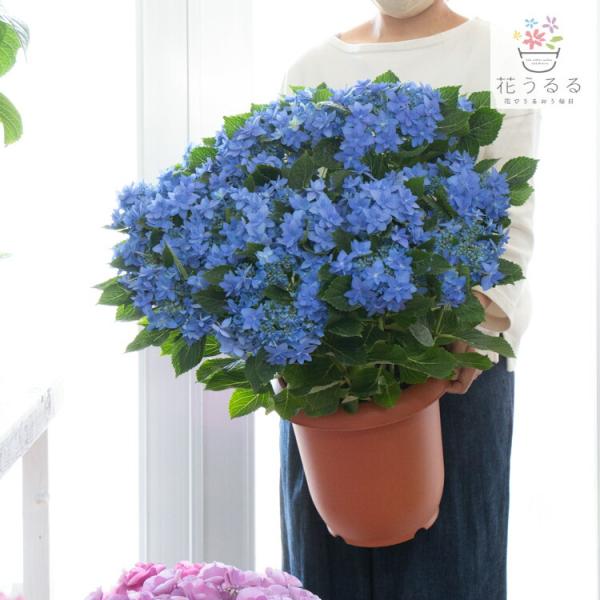 ●【お誕生日】【誕生日】【結婚祝い】【引越し祝い】【法人】【記念日】【結婚祝い】【感謝の気持ち】【移転祝い】【結婚記念日】【新築祝い】【開店祝い】【お見舞い】【出産祝い】【内祝い】【お歳暮】【ご自宅用】【ディスプレイ】【プレゼント】【ギフト...