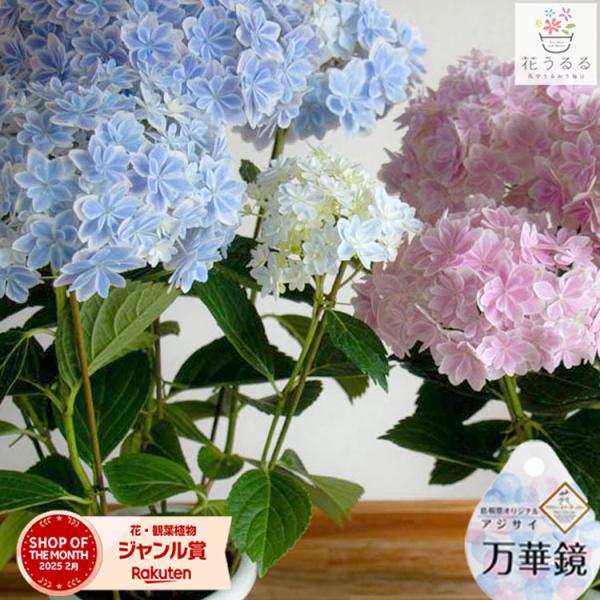 (ラッピング無料 鉢植え ギフト 山 あじさい アジサイ 父の日