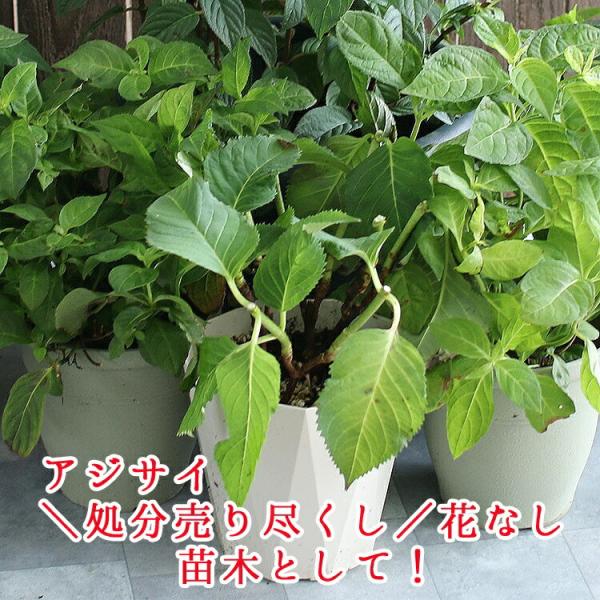 ★鬼木さんの秋色紫陽花の花をカットした処分品です。（お届けされるのは写真1枚目のような花無し鉢です。2枚目以降の鬼木さん秋色アジサイを剪定したものです。花色や品種の参考にしてください。詳細はお気軽にお問合せください）苗木として、来年咲かせる...