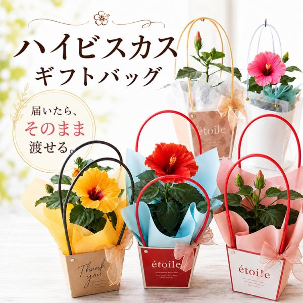 完成品 夏 秋 誕生日 ギフト プレゼント フラワーギフト 敬老 敬老の日 70代 80代 祖母 祖父 おばあちゃん 孫から 花 苗 セット 花セット おしゃれ 可愛い 玄関先 お祝い 贈り物 開店祝い 新築祝い