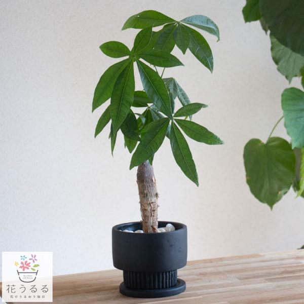 ※本商品は「北海道 東北 沖縄へは送料別途500円」加算されます。ご了承ください。◆商品について パキラは乾燥や病害虫に強く育てやすい為、初心者の方にもぴったりです！オフィスやリビングなどに自然と馴染み、開店祝い、開業祝いなどの贈り物として...