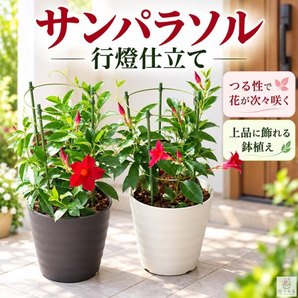 サントリー マンデビラ 完成品 夏 秋 誕生日 ギフト プレゼント 敬老 敬老の日 花 苗 寄せ植え セット 花セット 鉢花 鉢植え 支柱 行燈 おしゃれ 玄関先 ベランダ お祝い 贈り物 開店祝い