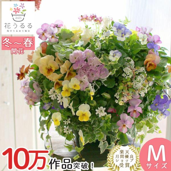 【商品について】 届いた時から写真のように咲き誇る花々に、箱を開けた瞬間、きっと感激していただけると思います。切花が1週間で枯れてしまうことを考えると、今から春まで3か月近く(！)屋外で鑑賞できるギャザリングの寄せ植え、コストパフォーマンス...