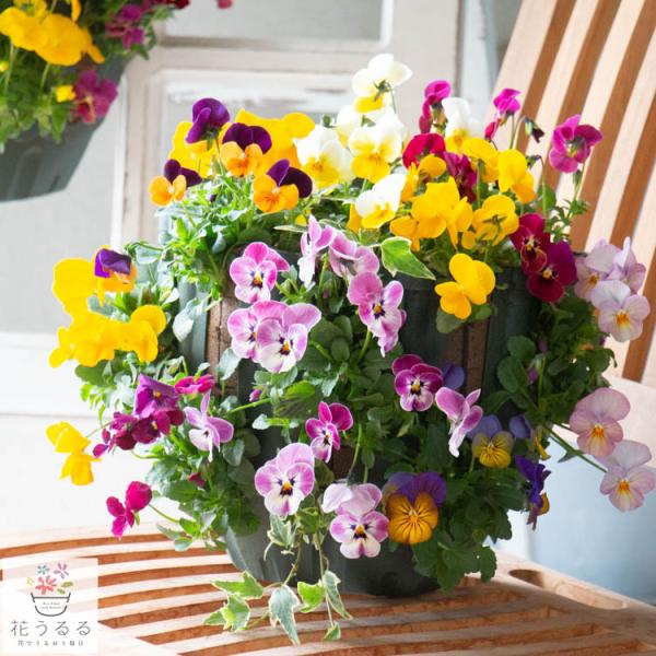 ★シーズン終盤のため一挙売り尽くします！お届け時にすでに写真のボリュームなのですぐ飾れる＆まだ５０日間近くは咲き続けるため大変お買い得です。※こちらの商品は【リサイクル容器】を使用した訳あり品です。★スタンド等は付属しません。商品は写真の植...