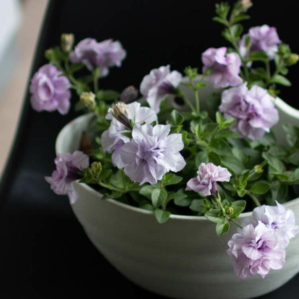 ミニバラ 寄植え 宿根草 多年草 ギフト フラワー 玄関 ガーデニング セット 苗 ハンギングバスケット 壁掛け