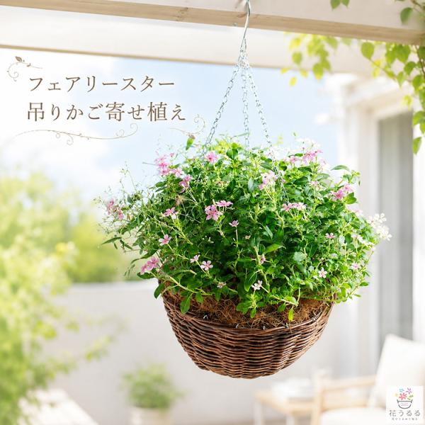 ニチニチソウ 日日草 日々草 吊りかご 吊り鉢 かご色選べる 完成品 夏 秋 誕生日 ギフト プレゼント 敬老の日 70代 80代 祖母 祖父 孫から 花 苗 おしゃれ 玄関先