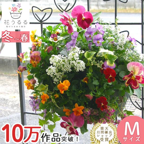 【商品について】 暖色系のカラーが色っぽい、店長お気に入りの作品。寄せ植えして間もない状態でお届けするため、少しずつ隙間を埋めながら成長し、花を増やしていく様子をお手元で体感できます。 【商品内容】 ・ハンギングバスケット寄せ植え+S字フッ...