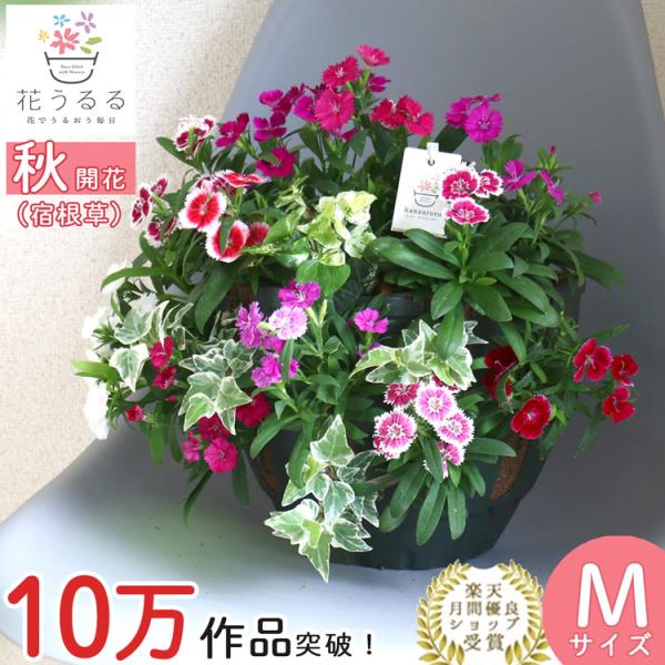 宿根草 多年草 秋の花 完成品 秋 冬 誕生日 ギフト プレゼント 敬老 敬老の日 ハロウィン 10月 花 苗 鉢 鉢植え フラワー バスケット おしゃれ 玄関先 結婚記念日 お祝い 贈り物 開店祝い 新築祝い