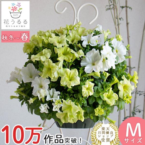 商品について 写真のような色鮮やかな「ペチュニア」の花が、届いてすぐ、そして夏の間中、お家を華やかに彩ってくれます。満開になった後も、日当たりのよい場所でこまめに手入れをすれば次々とつぼみをつけ、ずっと冬前まで咲き続けます。(写真は8部咲き...