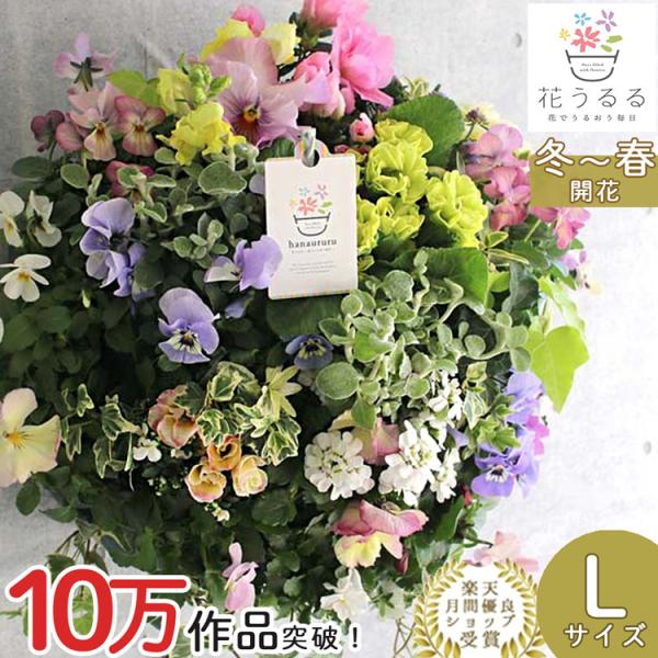 【商品内容】 ・ウォールバスケット型鉢寄せ植え・S字フック２つ・管理方法マニュアルプリント・主要植え込み植物についての詳細マニュアルプリント 【使用植物】 パンジー、ビオラ、アリッサム、アイビーを中心に、プリムラやオステオスペルマムなどの季...