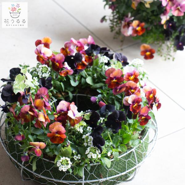 ◆管理について 【１】半日以上日が当たる場所か、明るい軒下などが最適です。直射日光が当たらない暗い場所や室内などで花数が少なくなったり、徒長し弱り、寿命が短くなります　【２】霜や雪が当たっても枯れはしませんが、咲いている花は傷みやすいです。...