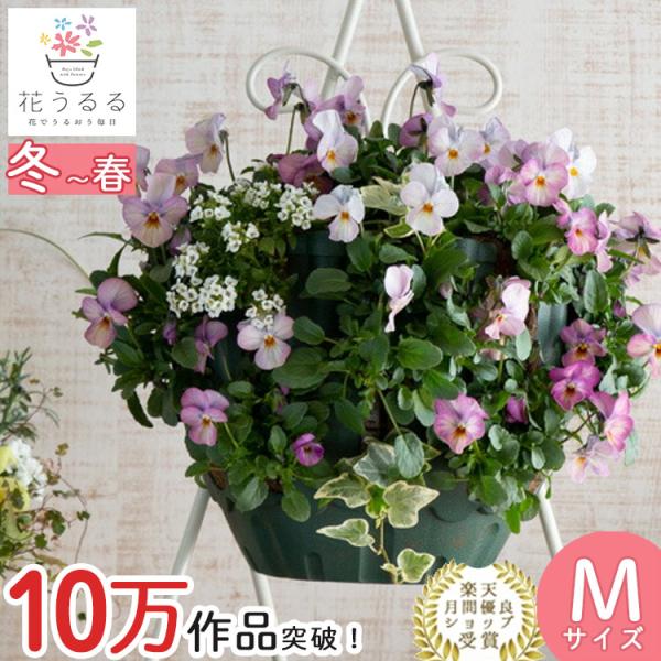 ※写真に写っているスタンドや小物は付属しません。「寄せ植え済みの作品本体のみ」がお届けとなります。（詳しくは下記の商品内容をご確認ください。）商品概要 【商品について】 ビオラの寄せ植え作品です。寄せ植えして間もない状態でお届けするため、少...