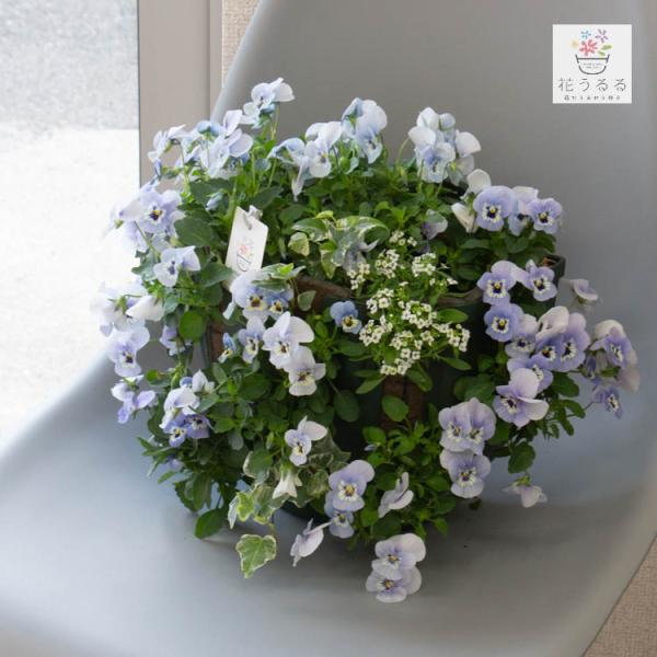 【商品について】 ビオラの寄せ植え作品です。寄せ植えして間もない状態でお届けするため、少しずつ隙間を埋めながら成長し、花を増やしていく様子をお手元で体感できます。 【商品内容】 ・ハンギングバスケット寄せ植え+S字フック１つ・管理方法マニュ...