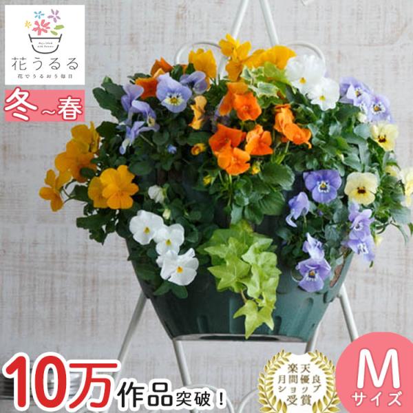 ※写真に写っているスタンドや小物は付属しません。「寄せ植え済みの作品本体のみ」がお届けとなります。（詳しくは下記の商品内容をご確認ください。）商品概要 【商品について】 ビオラの寄せ植え作品です。寄せ植えして間もない状態でお届けするため、少...