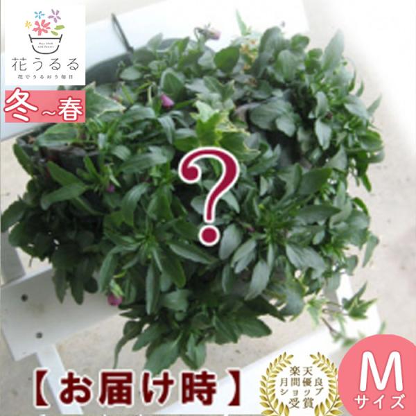 商品概要 商品について どんな色のパンジー・ビオラが咲くか、全く分からない時限装置的なサプライズハンギングバスケットです。1週間もすればつぼみが開花をはじめ、日当たりさえ確保できれば、凍る寒さの中に出しっぱなしでも枯れずに、春にはあふれるほ...