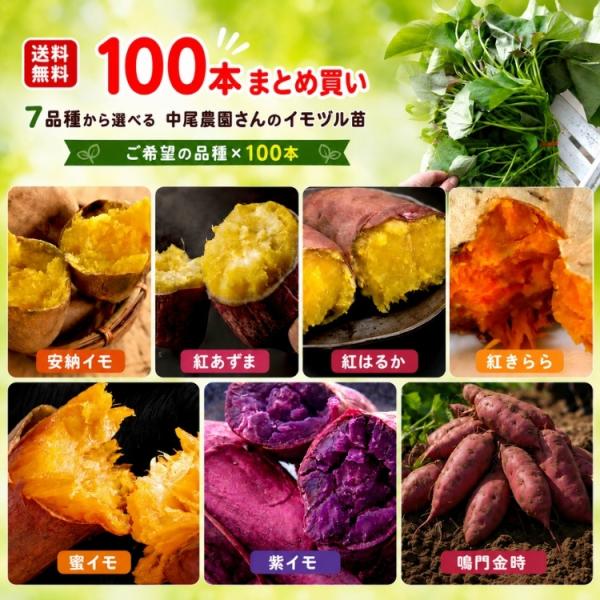 まとめ買い 大容量 業務用 イモヅル いもづる イモズル さつまいも 苗 切り苗