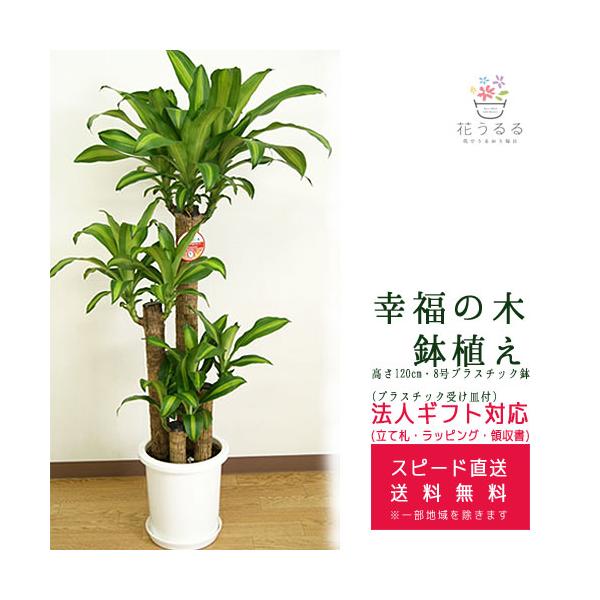 ◆商品について 　幸福の木とも呼ばれる、「ドラセナ・マッサンゲアナ」の鉢植えです。とても縁起が良く、ギフトやお祝いにも大変喜ばれる一品です。◆商品内容 　観葉植物 幸福の木8号 プラスチック鉢　高さ約120m　ドラセナ・マッサンゲアナ・観葉...